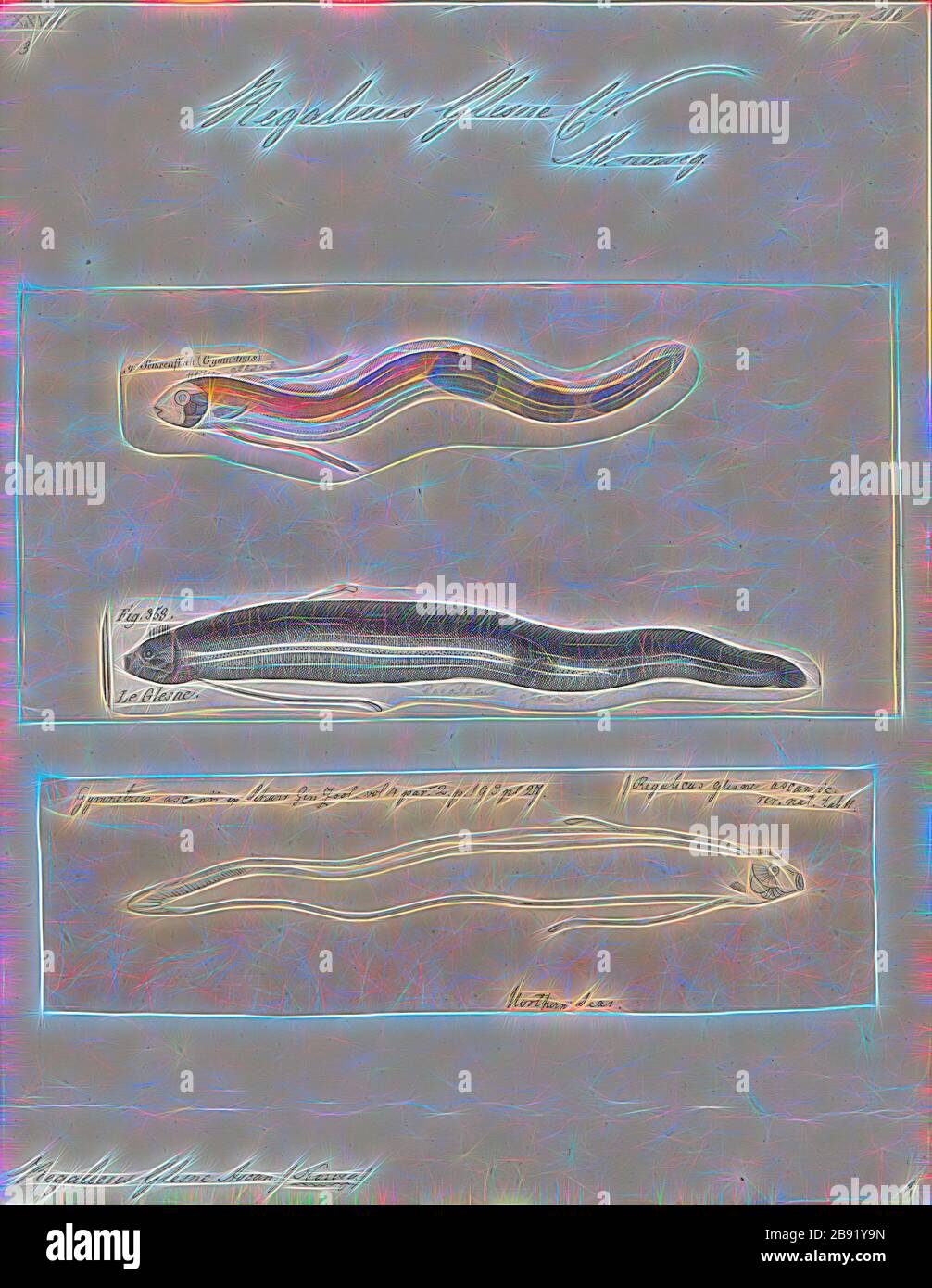 Family regalecidae hi-res stock photography and images - Alamy