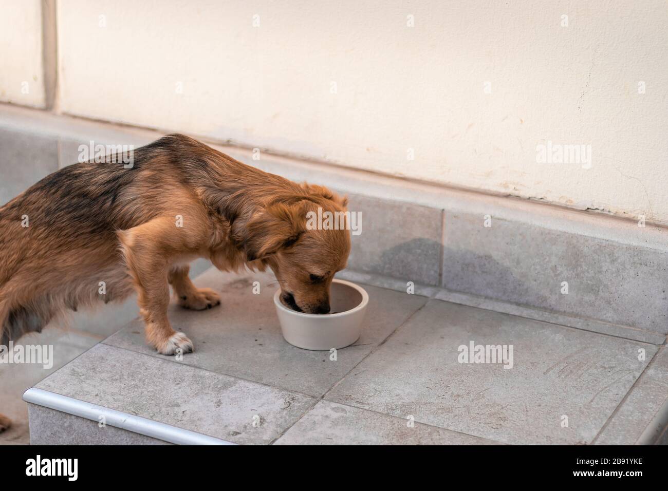 Homeless little dog eats food from a bowl on the street. Pet eating ...