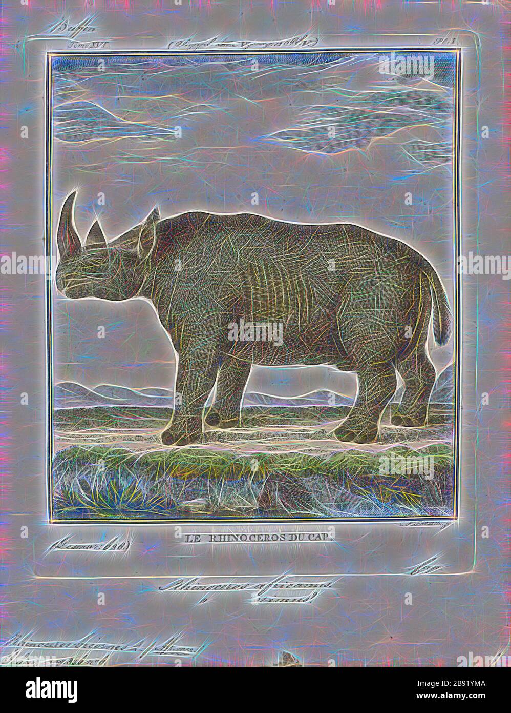 Species of odd toed ungulates in the family rhinocerotidae hi-res stock ...