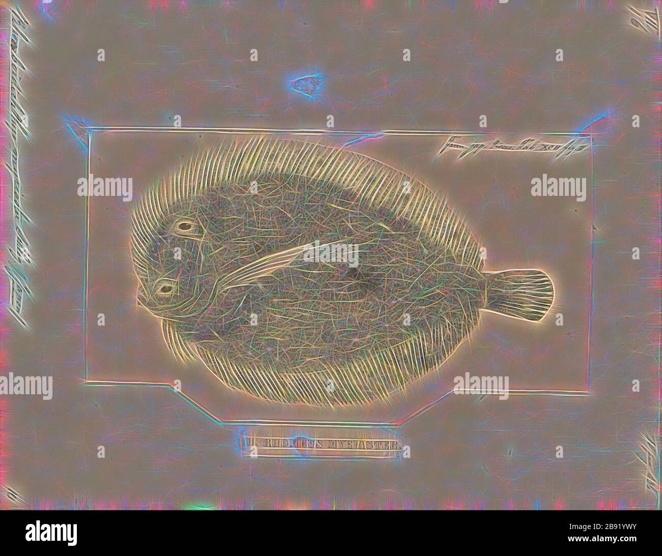 Rhomboidichthys myriaster hi-res stock photography and images - Alamy