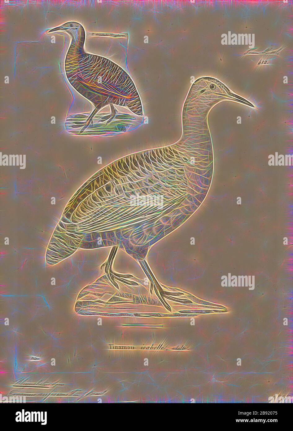 Rhynchotus rufescens, Print, The red-winged tinamou (Rhynchotus ...