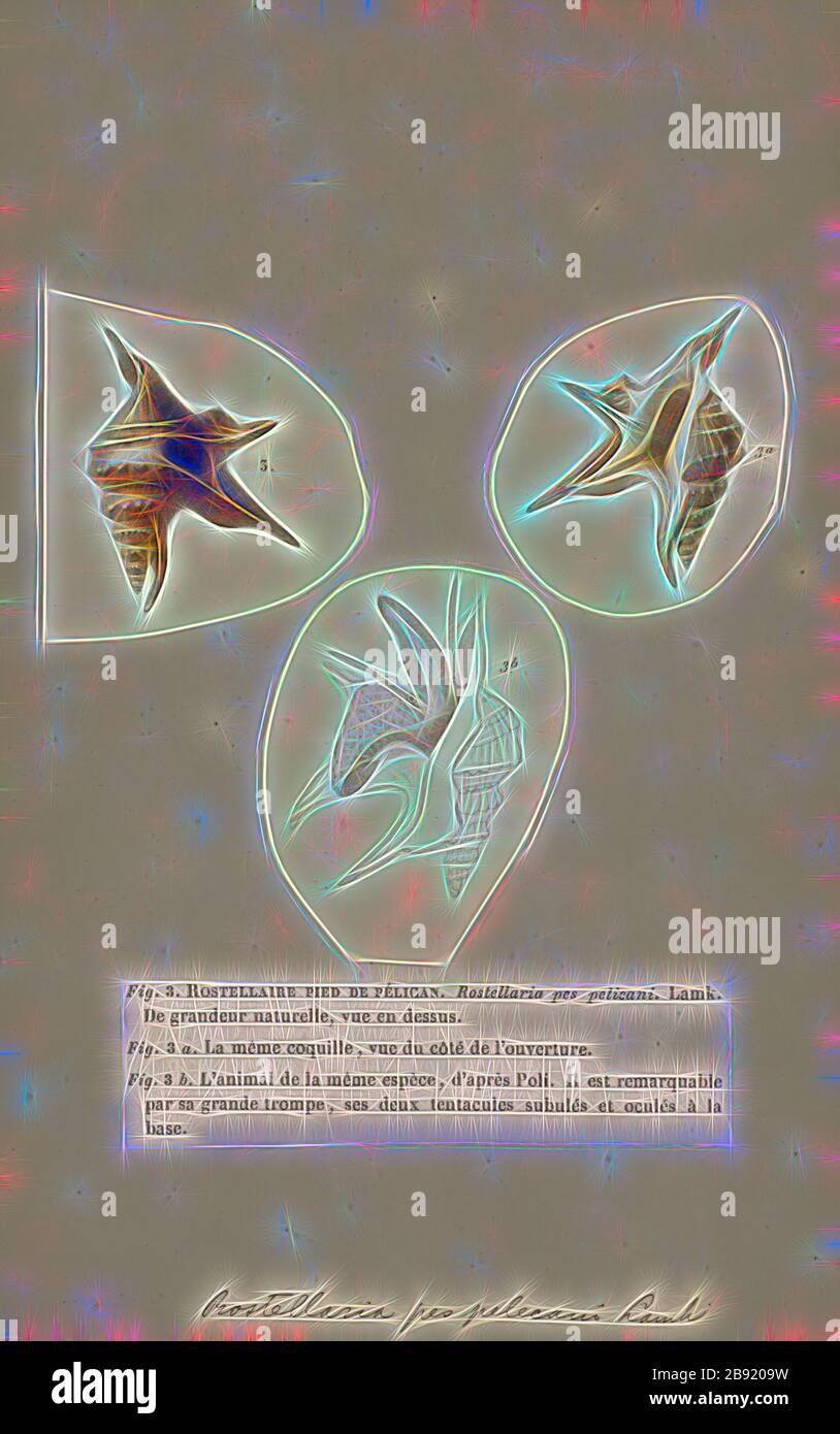 Family strombidae hi-res stock photography and images - Alamy