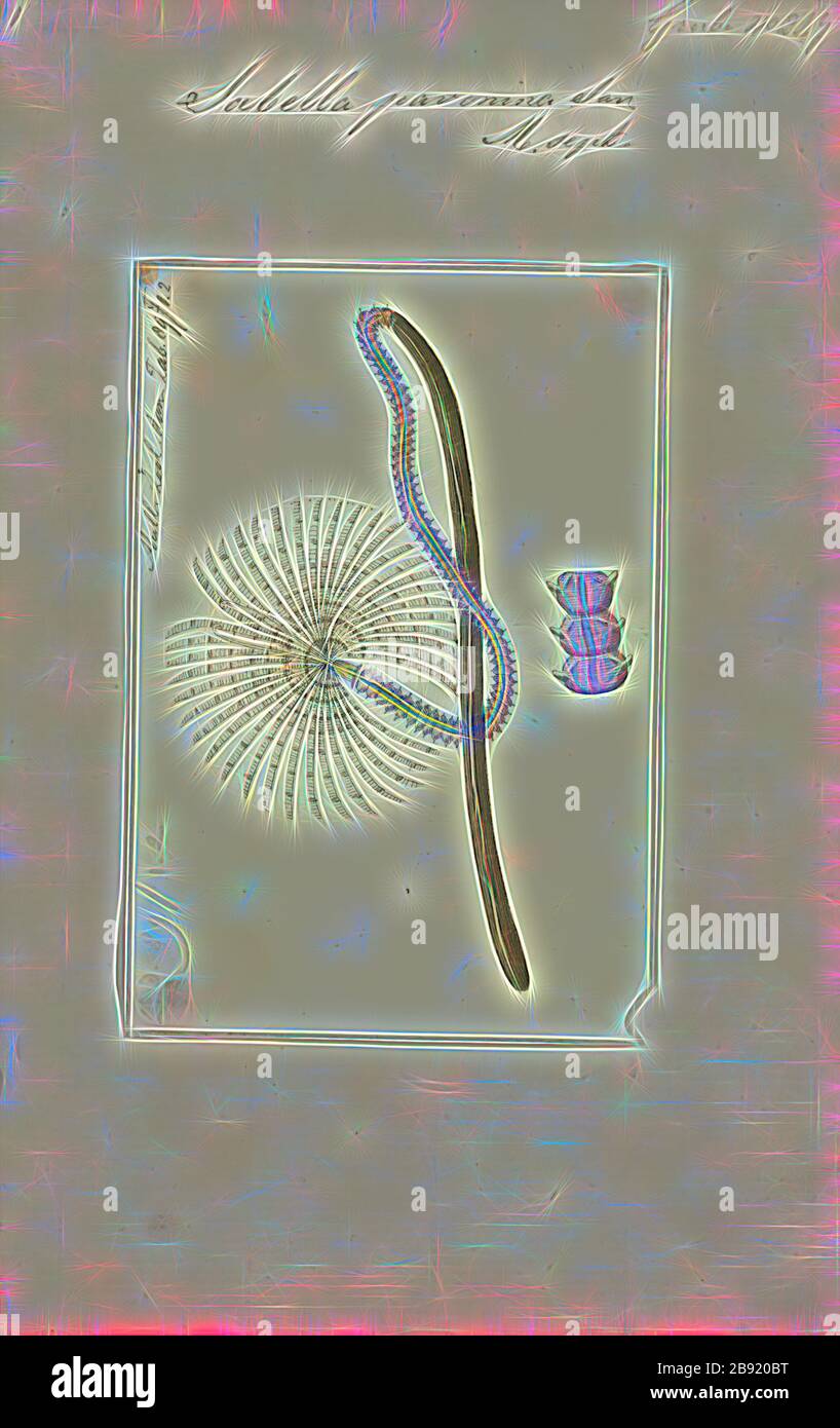 Peacock worm hi-res stock photography and images - Alamy