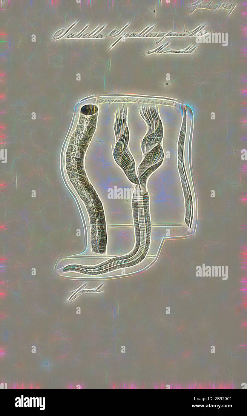 Sabellidae Species High Resolution Stock Photography and Images - Alamy