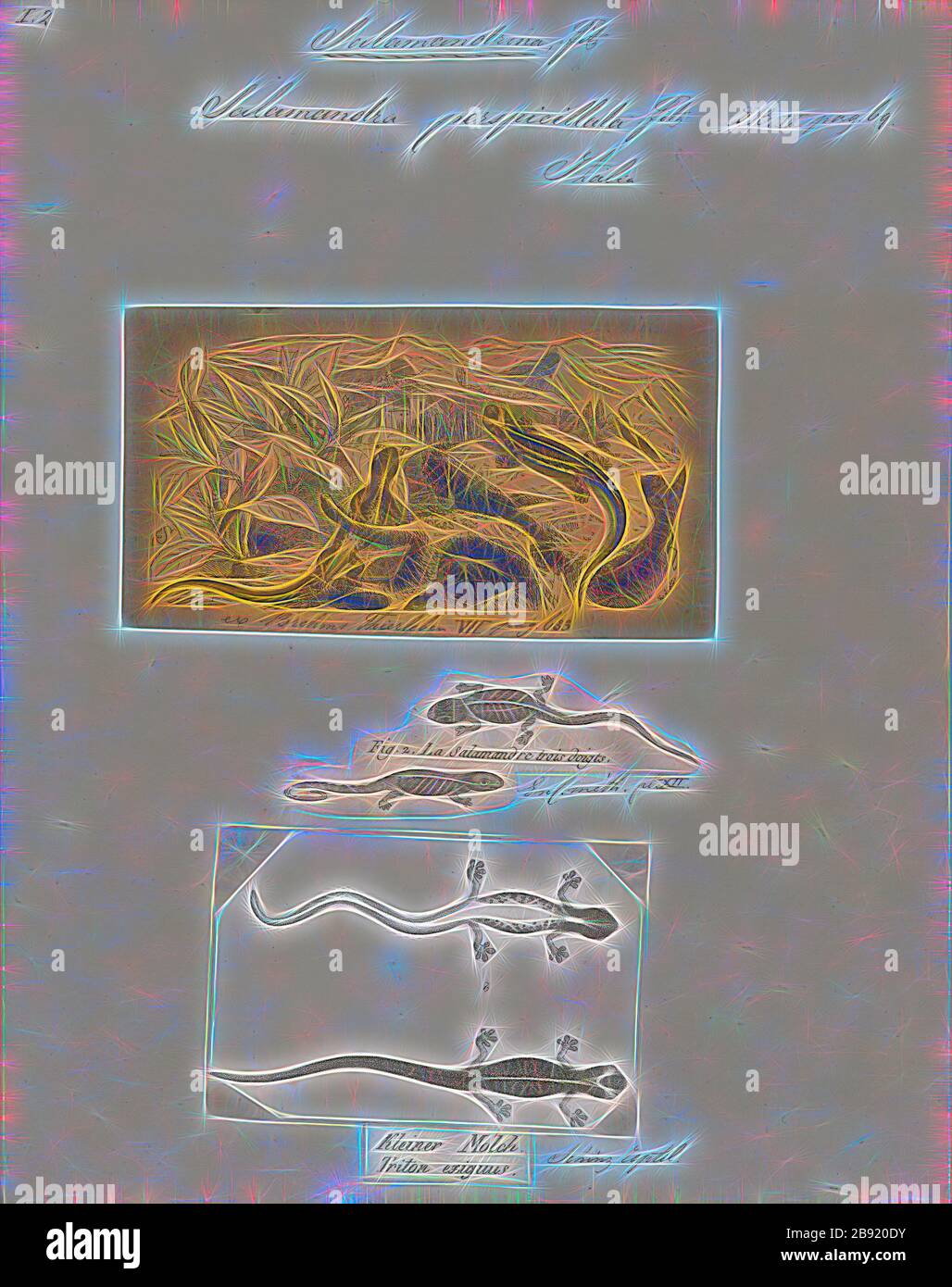 Salamandra perspicillata, Print, The spectacled salamander ...