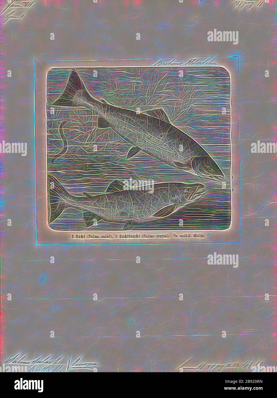 Salmonidae is a family of ray finned fish hi-res stock photography and ...