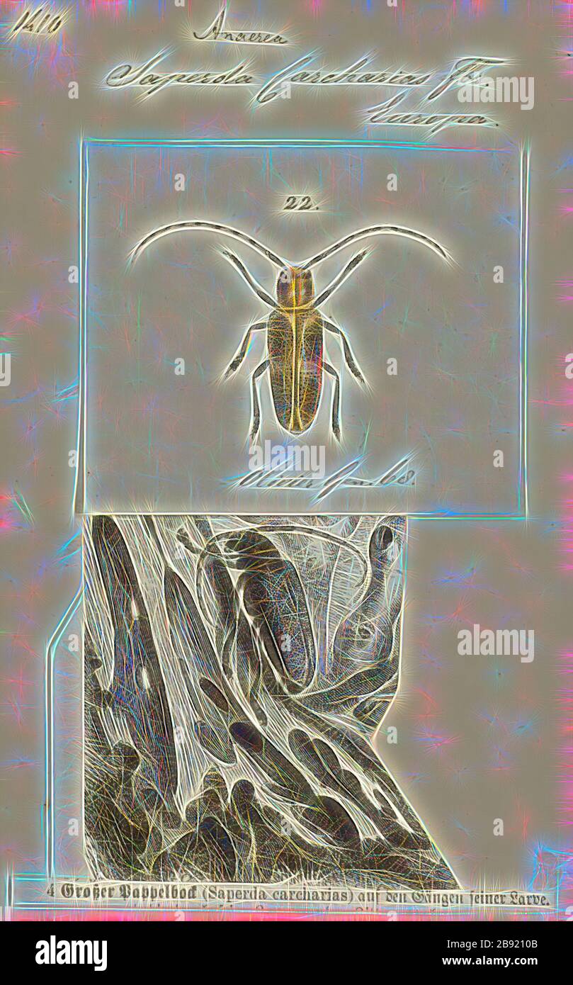 Subfamily lamiinae flat faced longhorn beetles hi-res stock photography ...