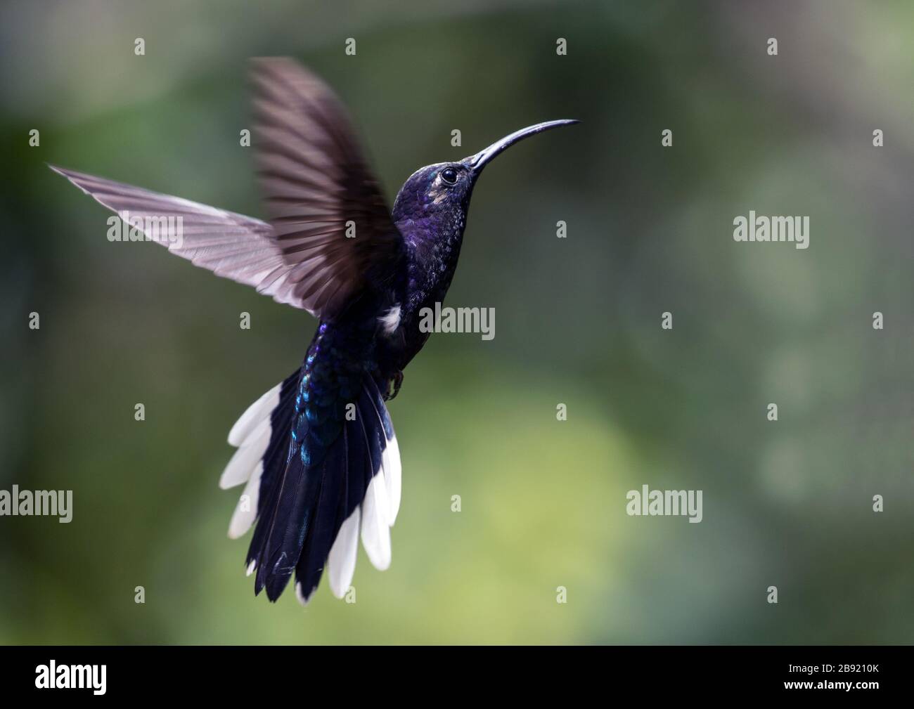 Closeup of male Violet Sabrewing hummingbird in flight,Panama ...