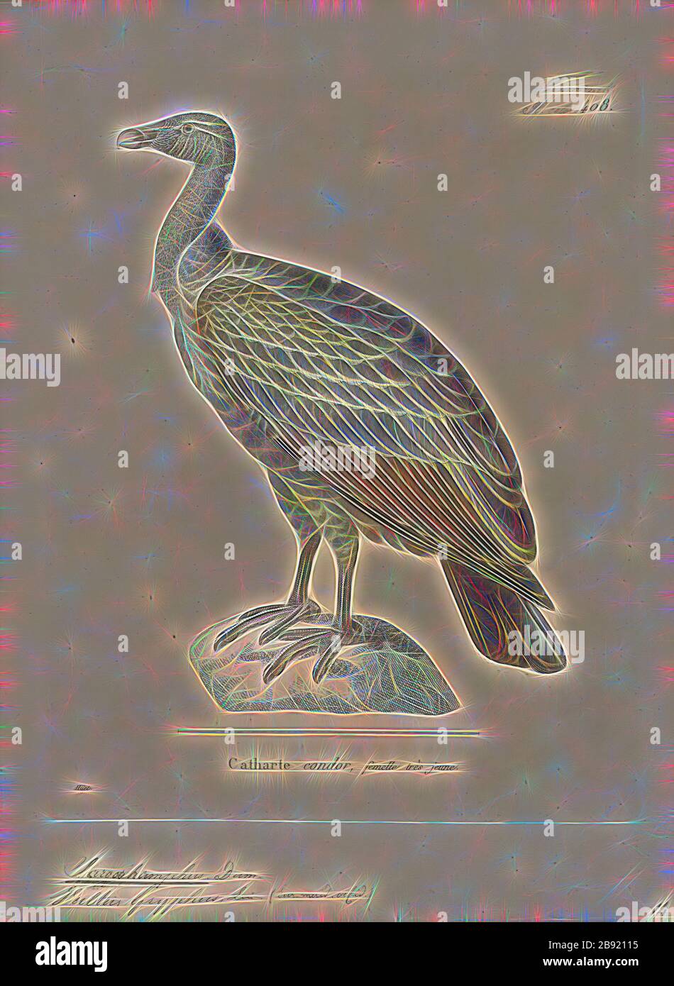 Sarcoramphus gryphus, Print, The Andean condor (Vultur gryphus) is a ...