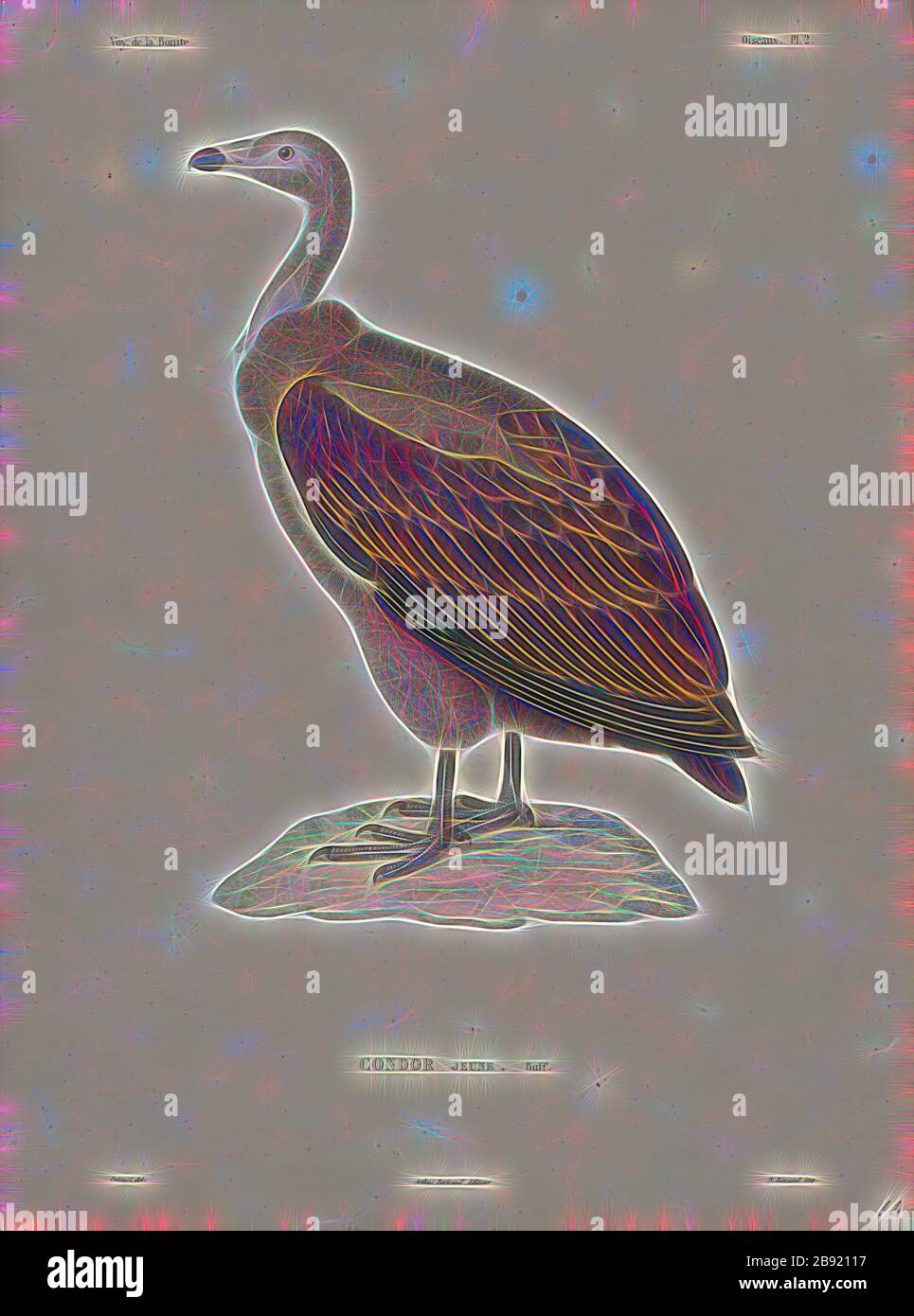 Wingspan measurement hi-res stock photography and images - Alamy