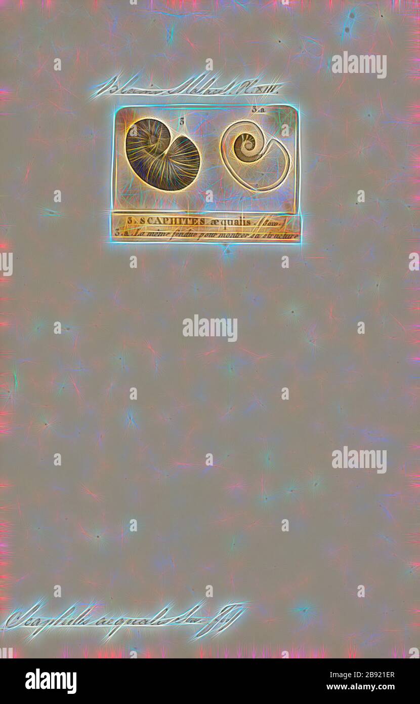 Scaphites aequalis, Print, Scaphites is a genus of heteromorph ...