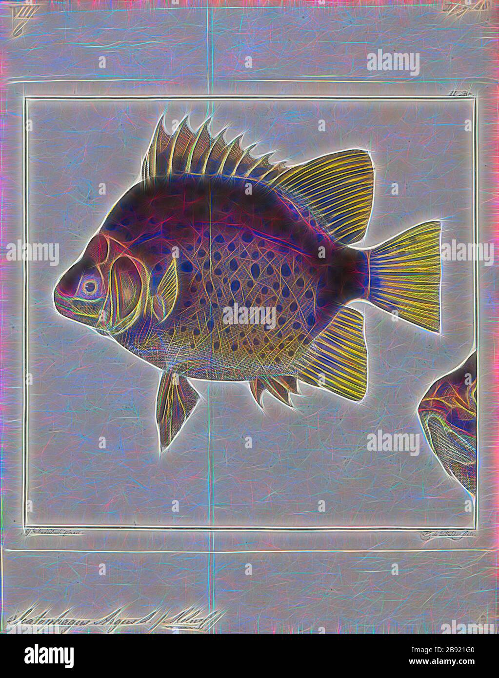 Red morphs hi-res stock photography and images - Alamy