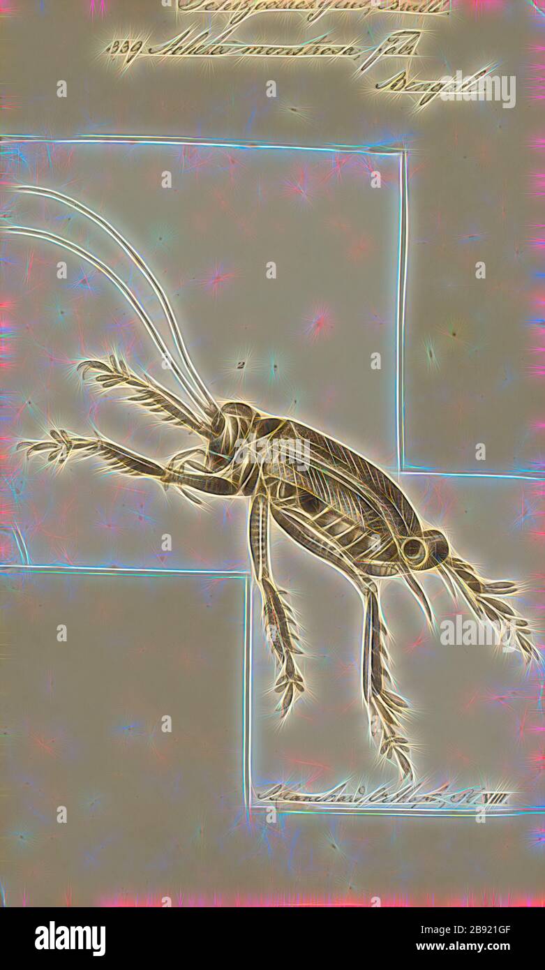 Orthopteran species hi-res stock photography and images - Alamy