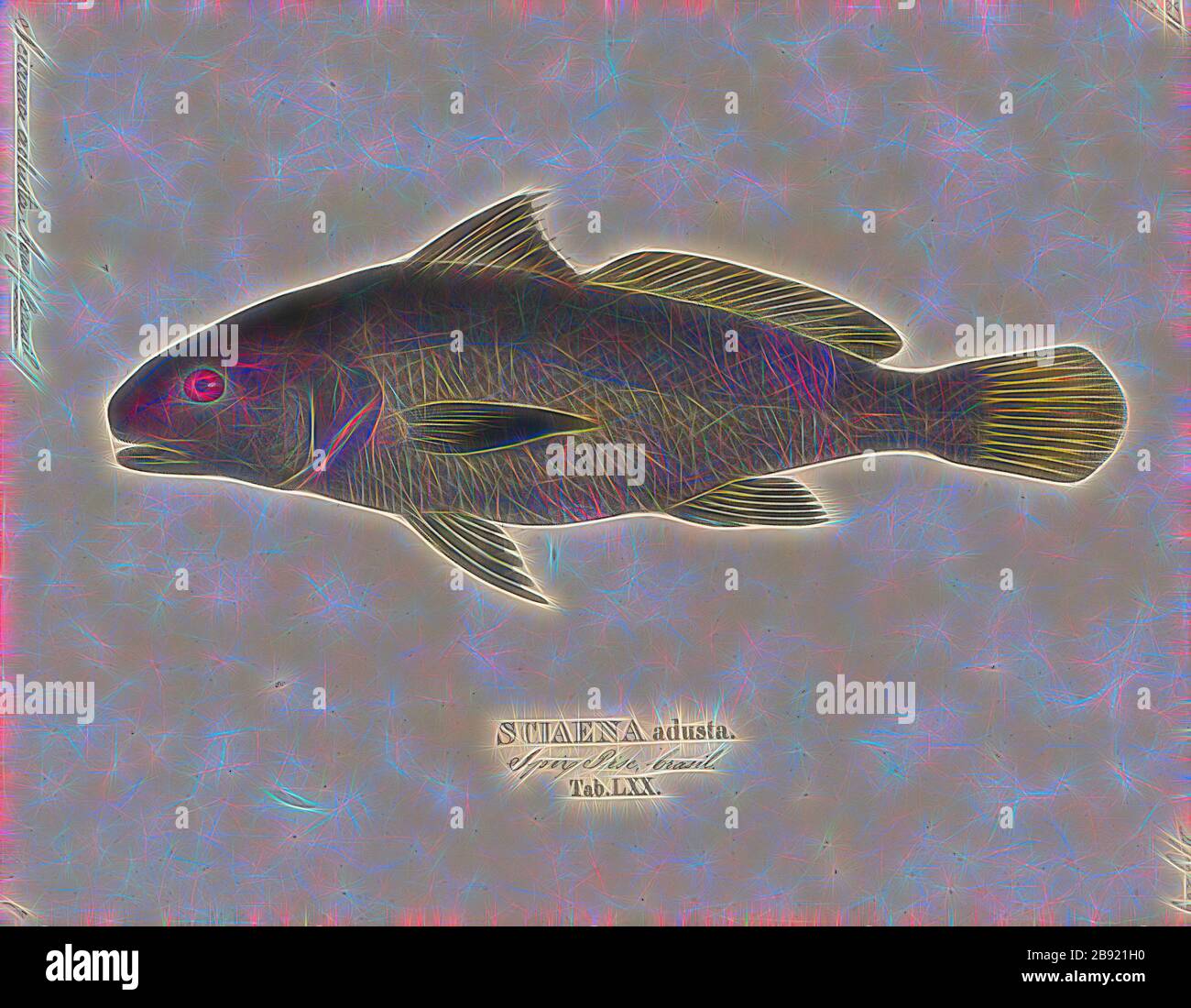 Sciaena adusta, Print, Sciaena is a genus of fish in the family ...