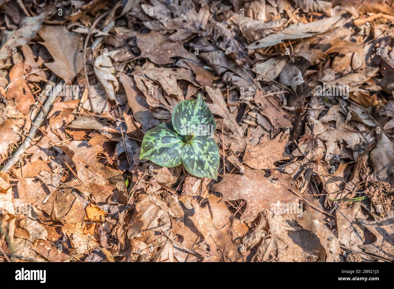 A green mottled leaf trillium just emerged through the leaves on the ...
