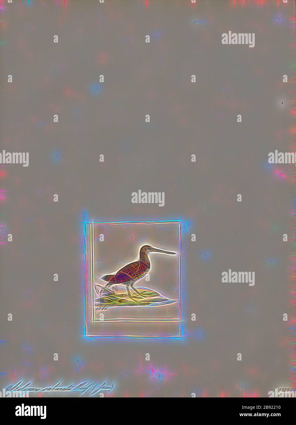 Scolopax saturata, Print, The Javan woodcock or rufous woodcock ...