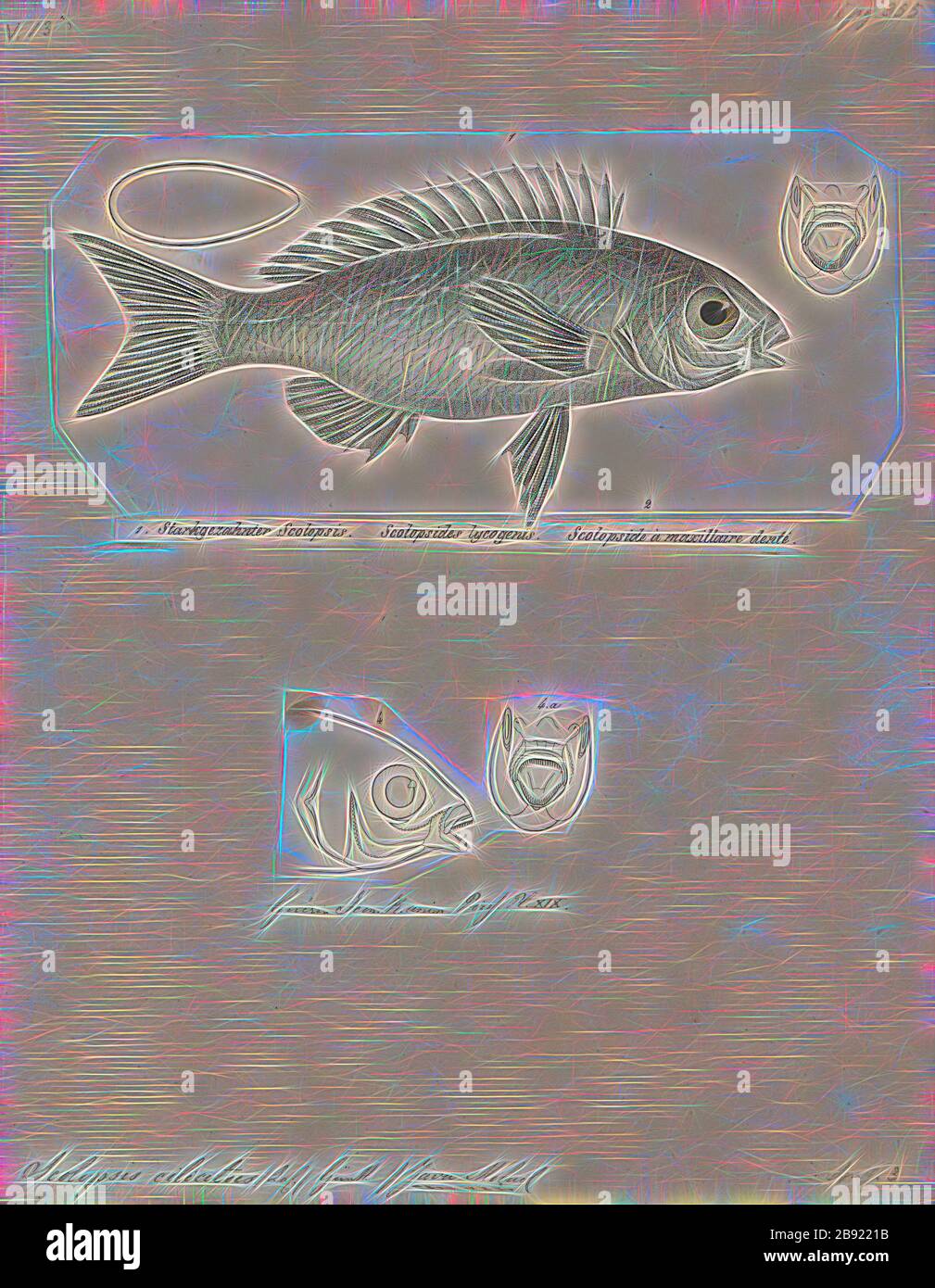 Scolopsis ciliatus, Print, Scolopsis is a genus of threadfin breams ...