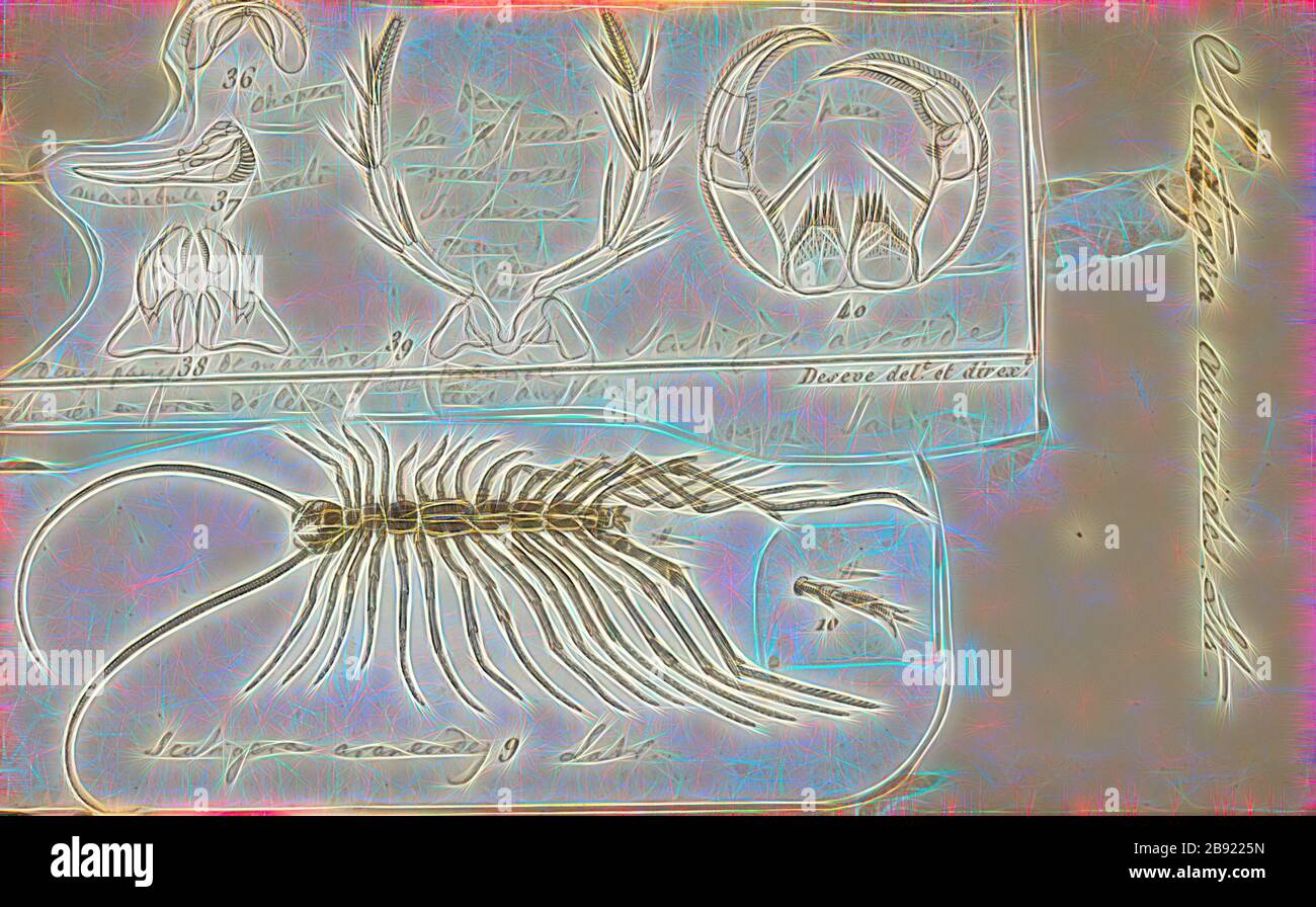 Scutigera, Print, Scutigera is a centipede genus in the family ...