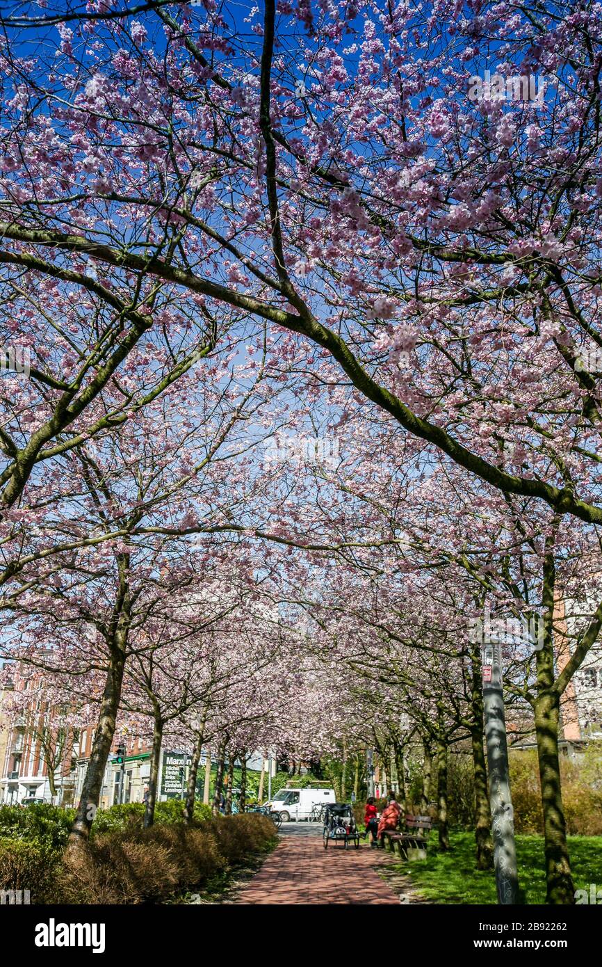Predominantly spring flowering hi-res stock photography and images - Alamy