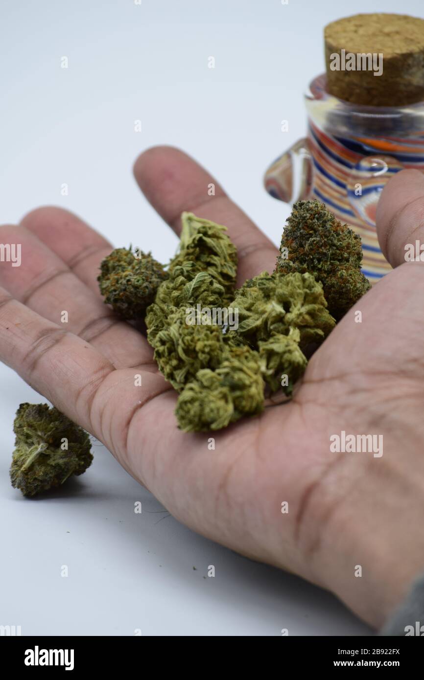 Close Up Of Large Hand Filled With Dense Marijuana Buds Against White ...