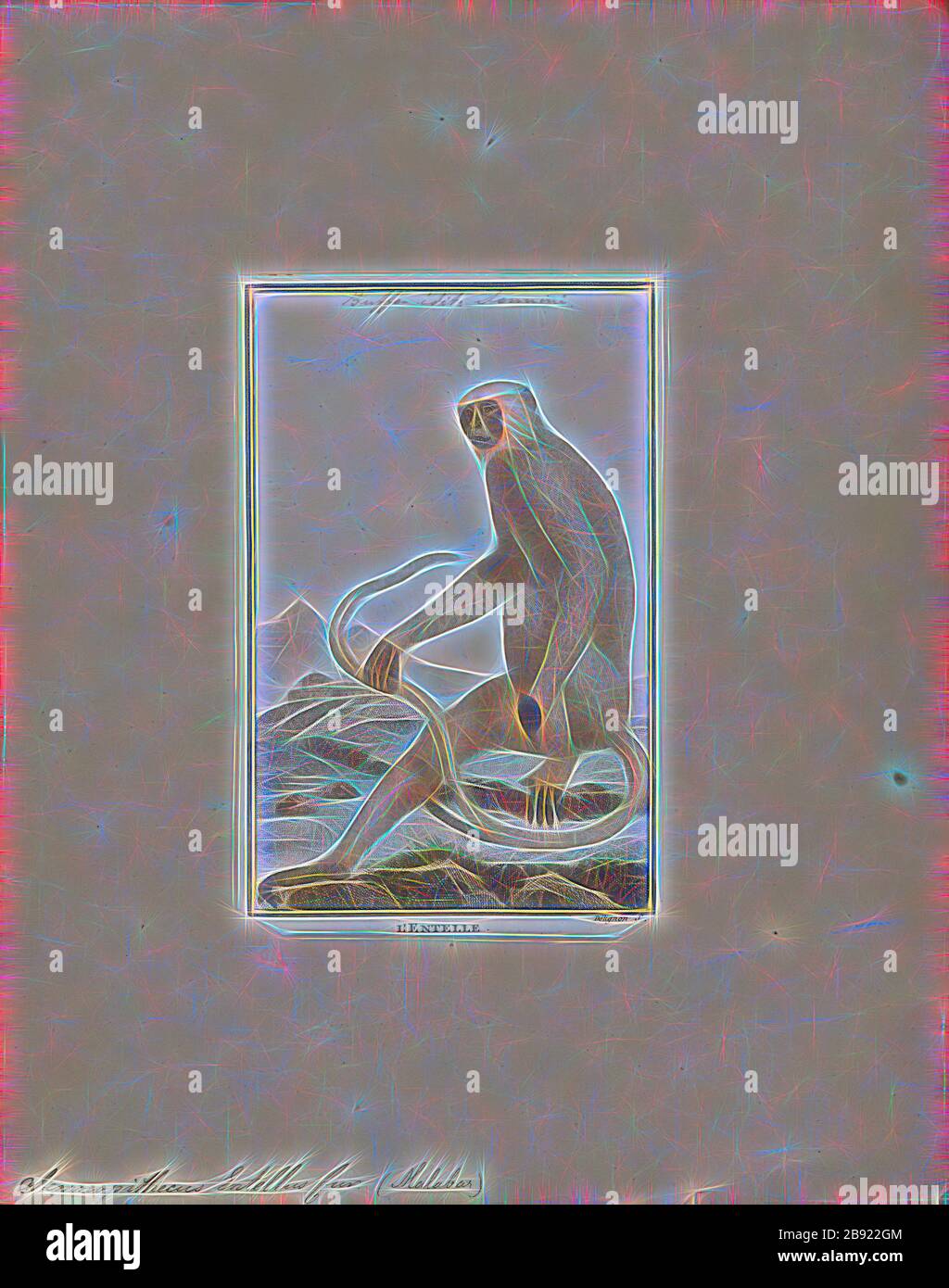 Semnopithecus entellus, Print, The northern plains gray langur ...