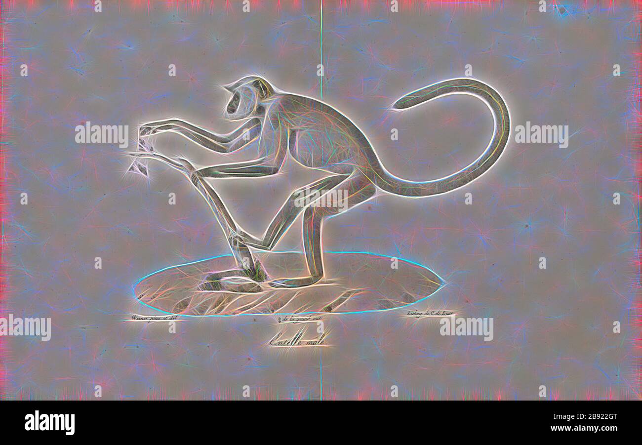 Semnopithecus entellus, Print, The northern plains gray langur ...