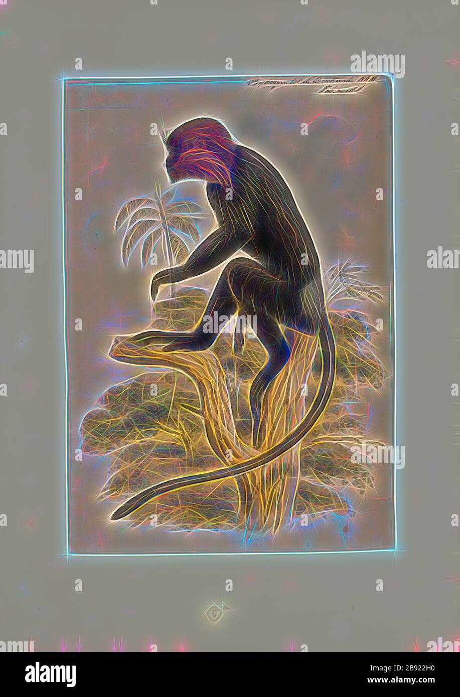 Nilgiri black langur hi-res stock photography and images - Alamy