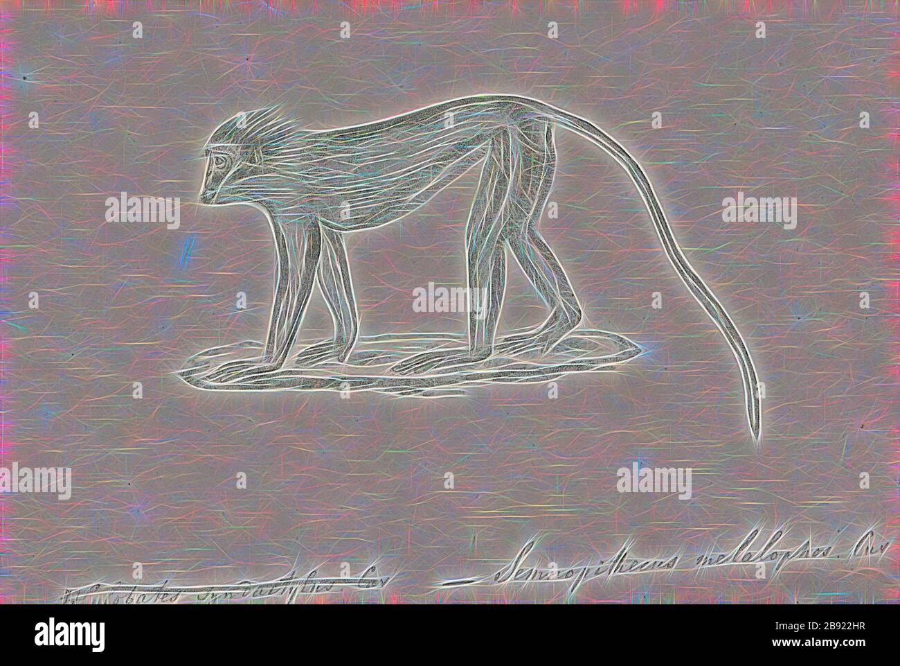 Seven recognized subspecies hi-res stock photography and images - Alamy