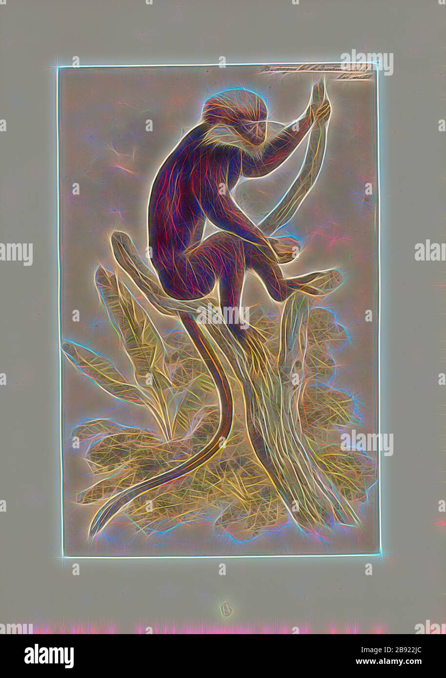 Semnopithecus rufus, Print, Gray langurs, sacred langurs, Indian ...