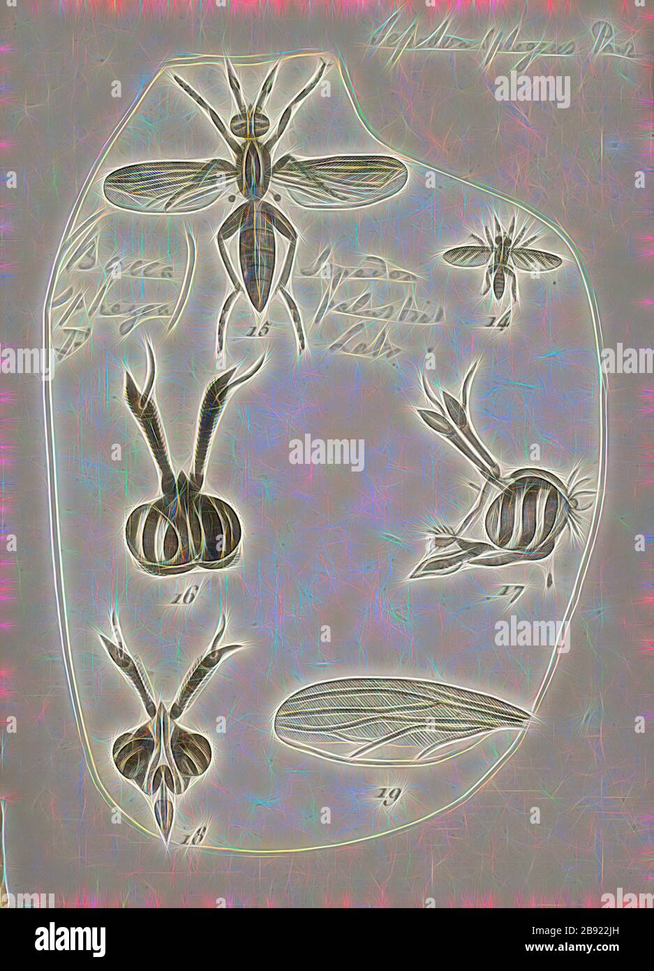 Sepedon hi-res stock photography and images - Alamy