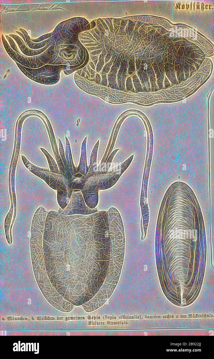 Mantle length hi-res stock photography and images - Alamy