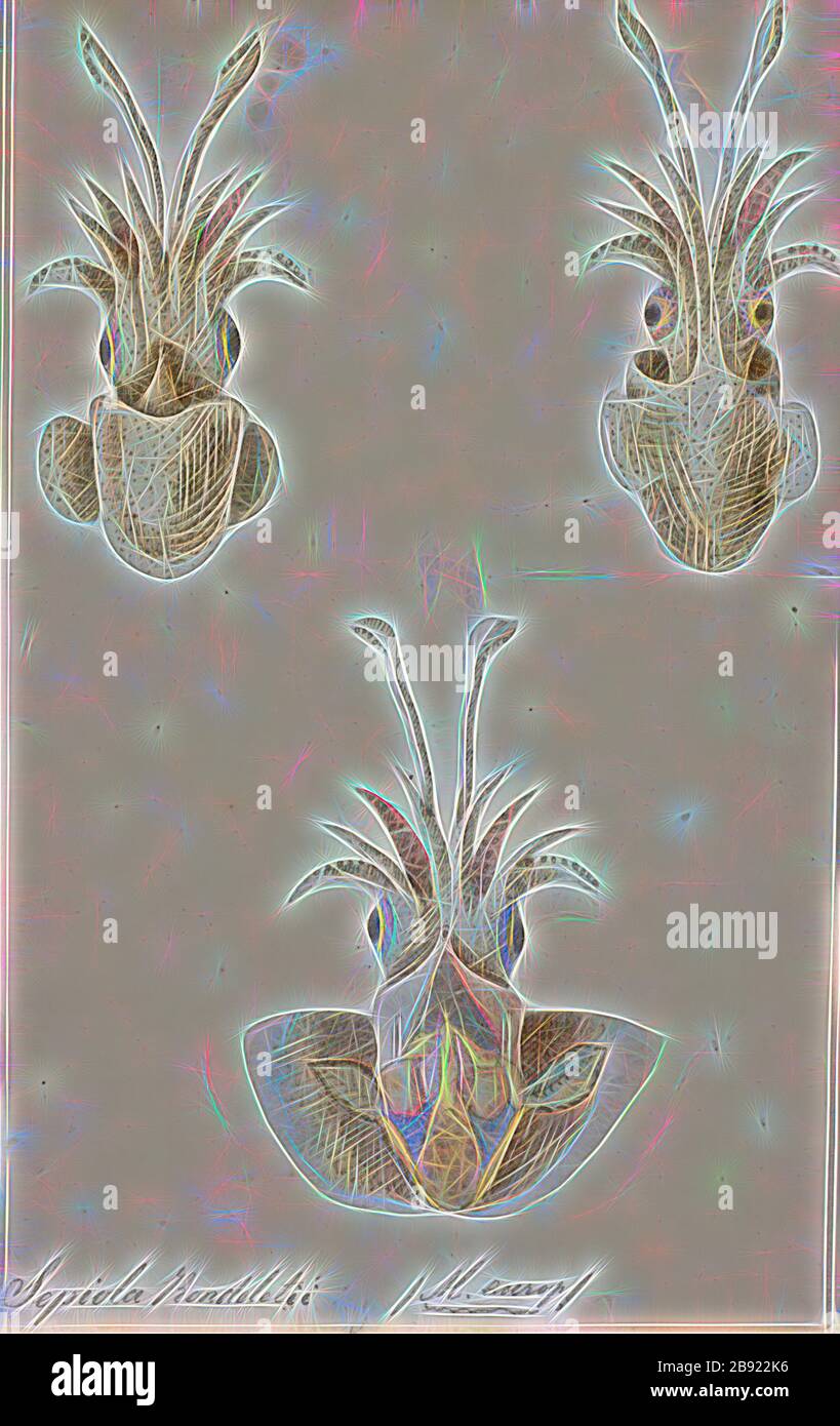 Atlantic bobtail hi-res stock photography and images - Alamy
