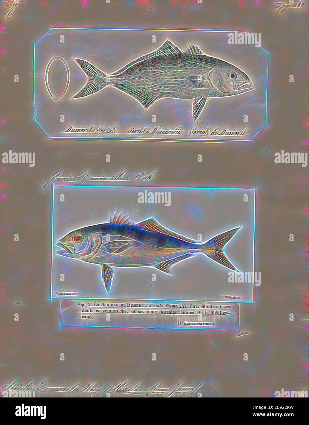 Seriola dumerilii, Print, Seriola is a genus of bony fish, commonly ...