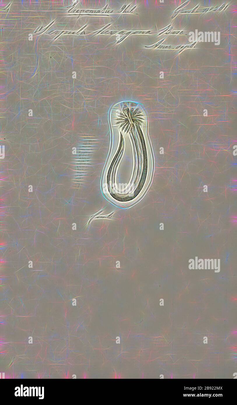 Serpula hexagona, Print, Serpula (also known as calcareous tubeworm ...