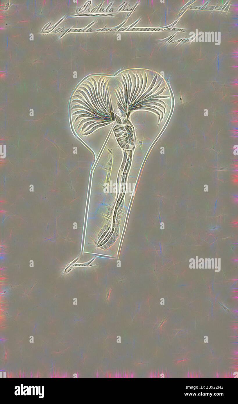 Serpula intestinum hi-res stock photography and images - Alamy