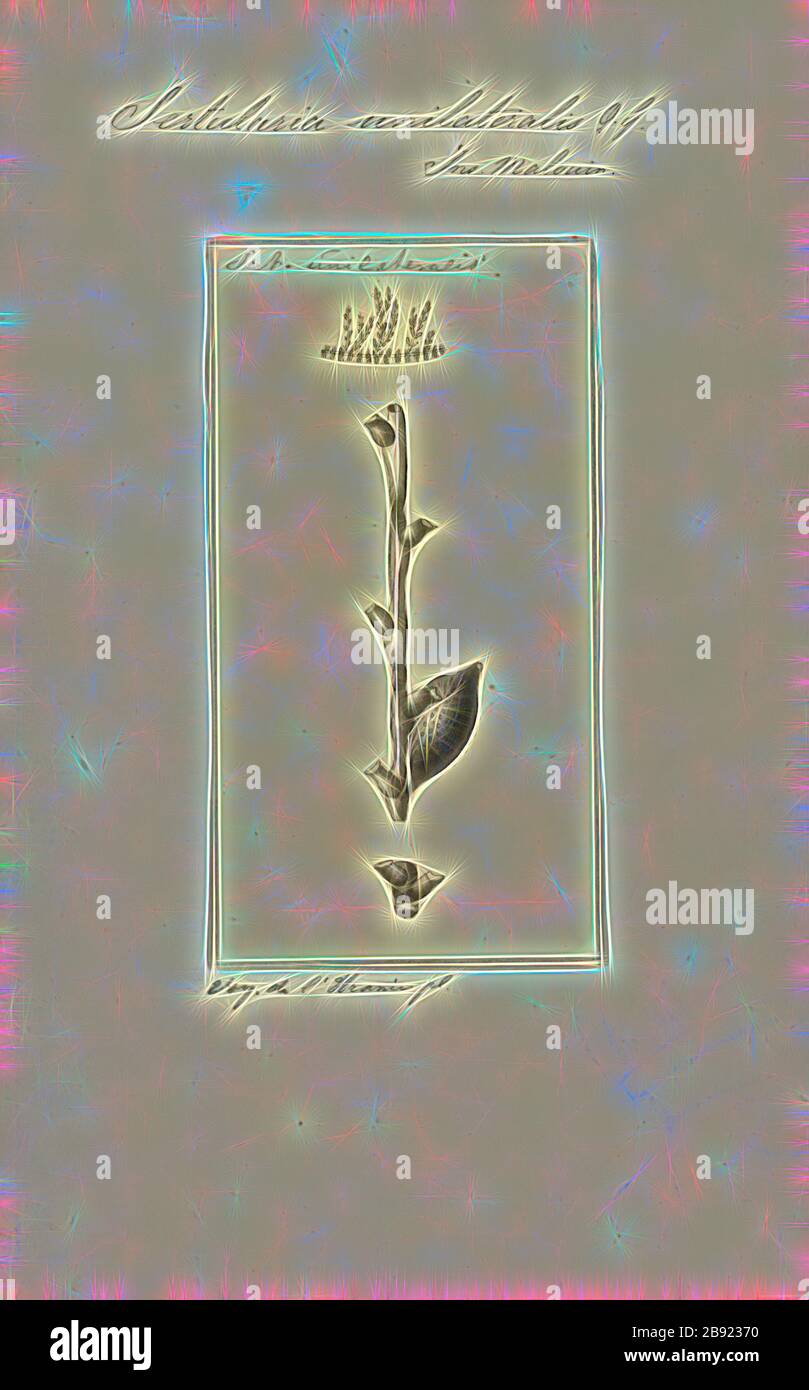 Sertularia unilateralis, Print, Sertularia is a genus of hydroids in ...