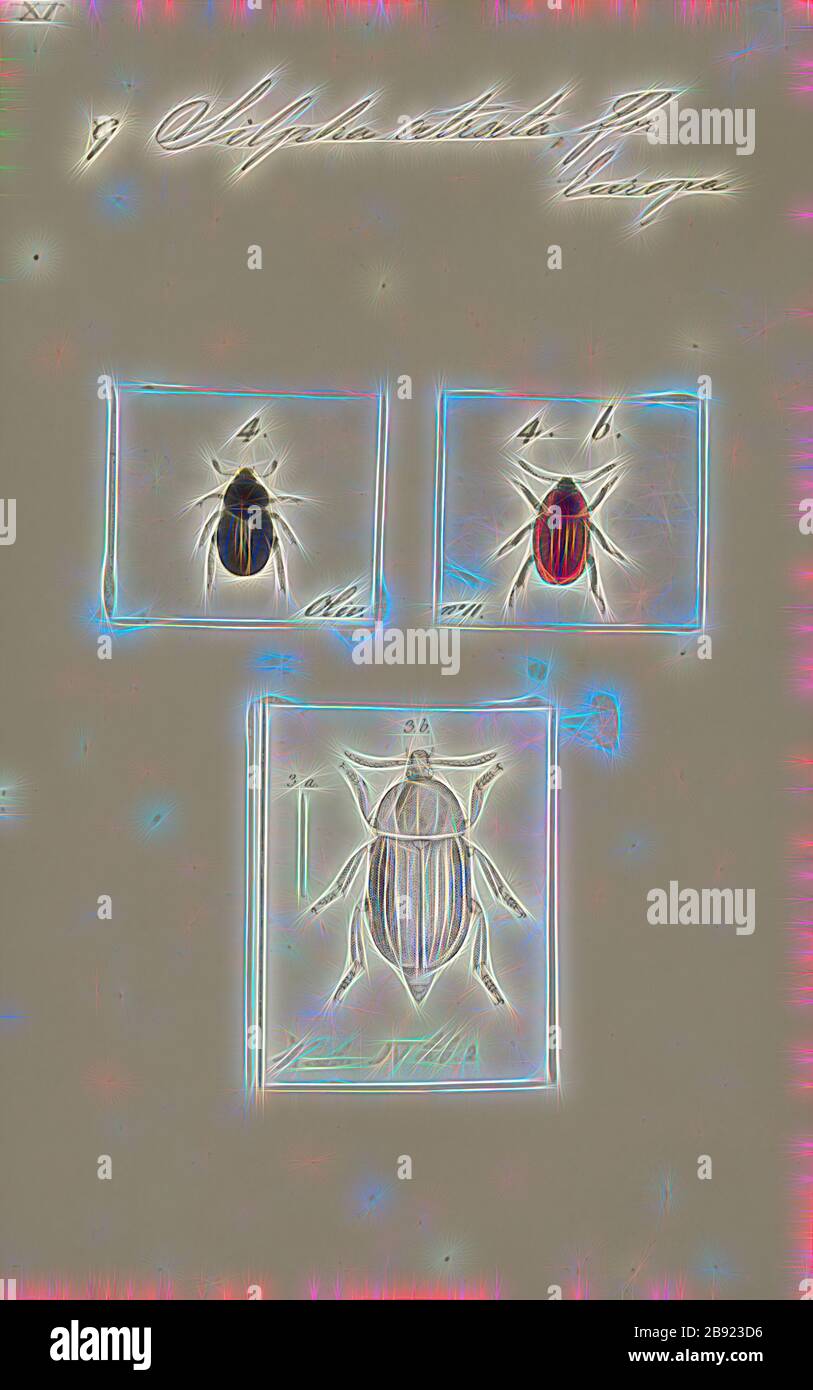 Silpha, Print, Silpha is a genus of the family Silphidae, or carrion ...