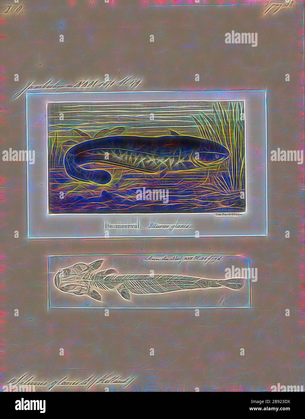 Scaleless freshwater fish recognizable hi-res stock photography and ...