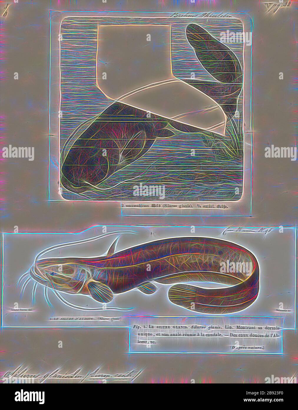 Scaleless freshwater fish recognizable hi-res stock photography and ...