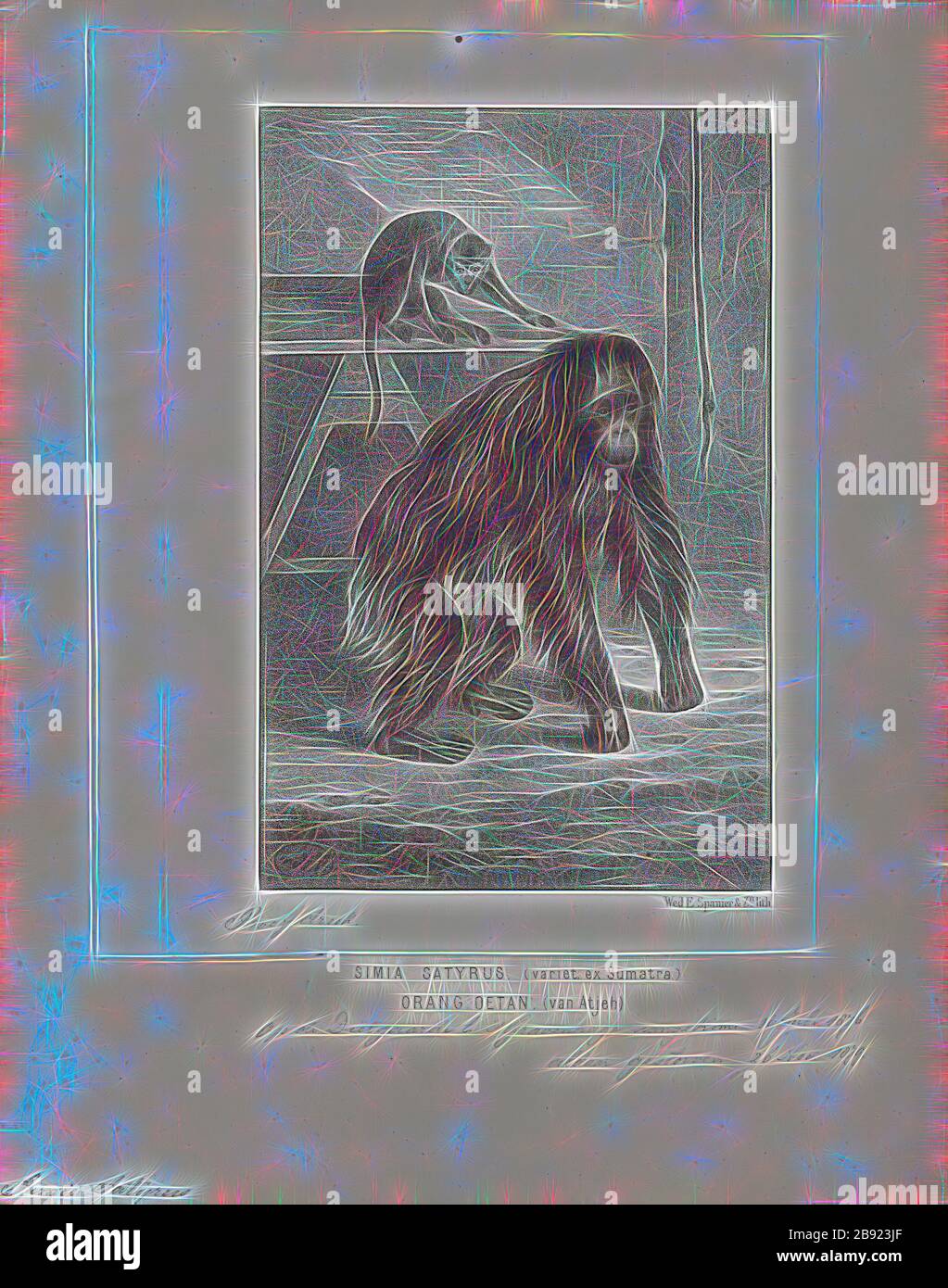 Old World Monkeys O High Resolution Stock Photography and Images - Alamy