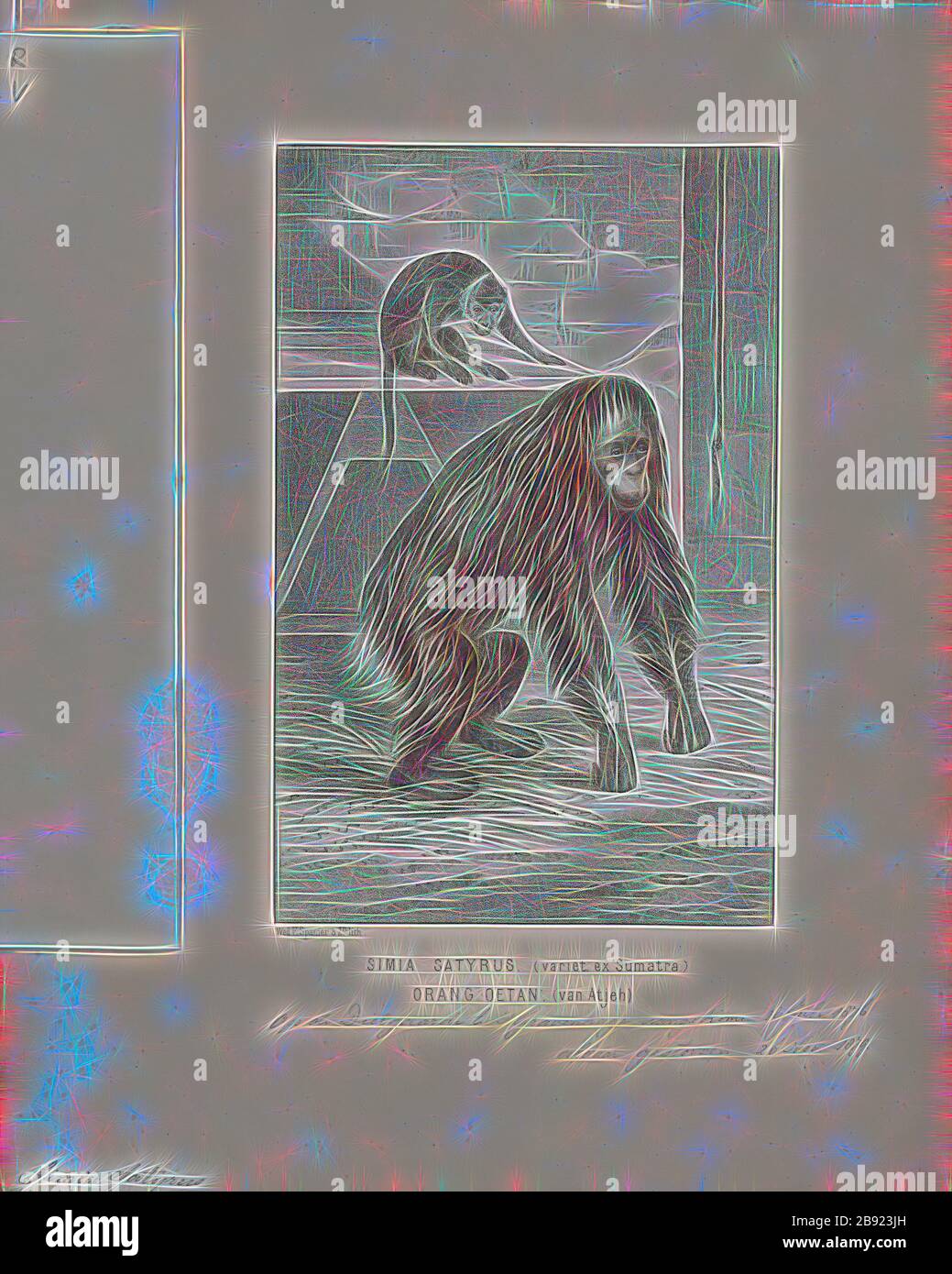 Simia satyrus, Print, Apes (Hominoidea) are a branch of Old World ...