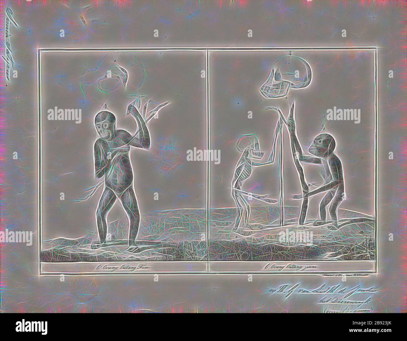 Simia satyrus, Print, Apes (Hominoidea) are a branch of Old World ...