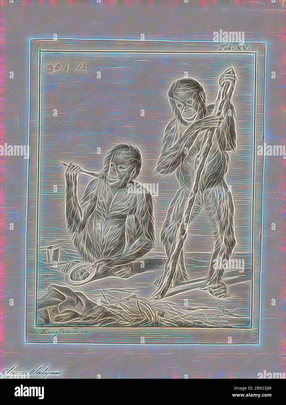 Simia satyrus, Print, Apes (Hominoidea) are a branch of Old World ...