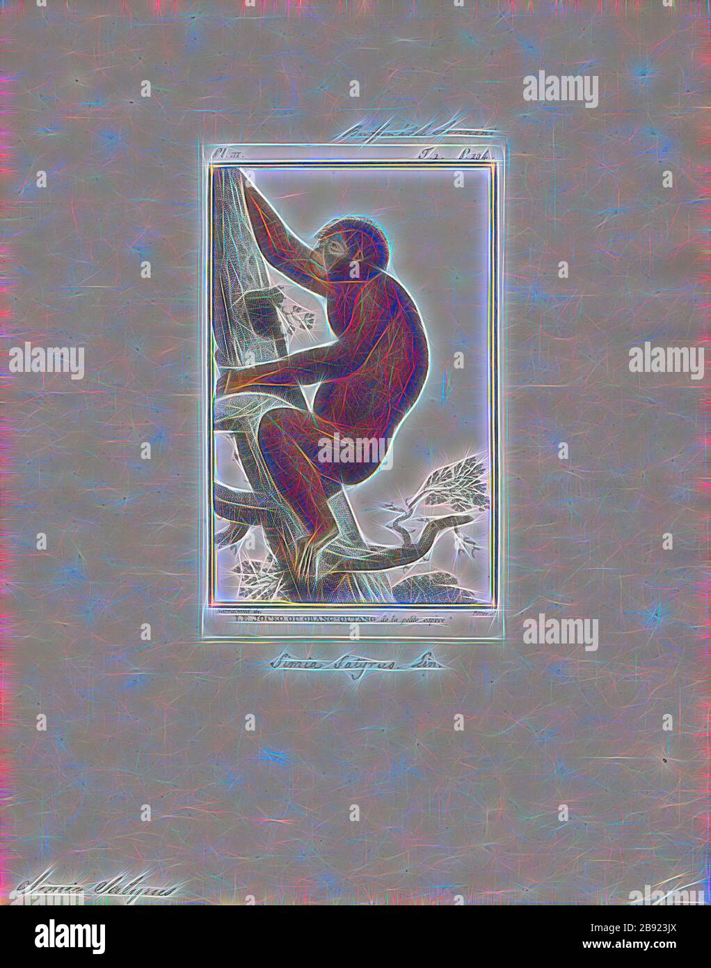 Old World Monkeys O High Resolution Stock Photography and Images - Alamy