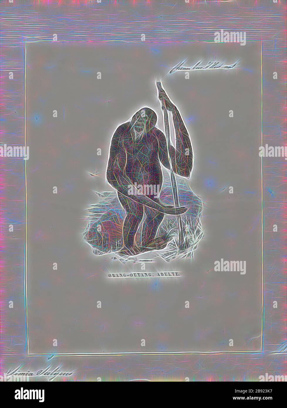 Old World Monkeys O High Resolution Stock Photography and Images - Alamy