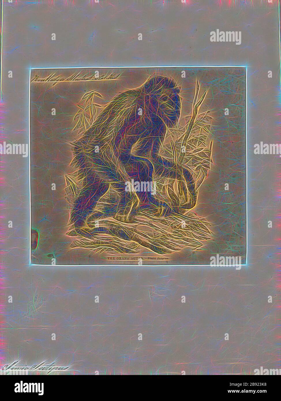 Simia satyrus, Print, Apes (Hominoidea) are a branch of Old World ...