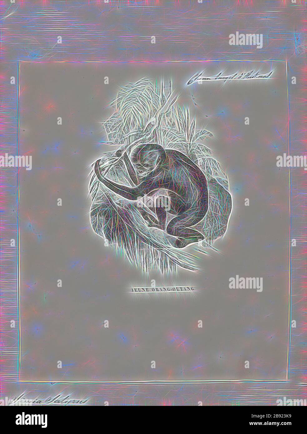 Old World Monkeys O High Resolution Stock Photography and Images - Alamy