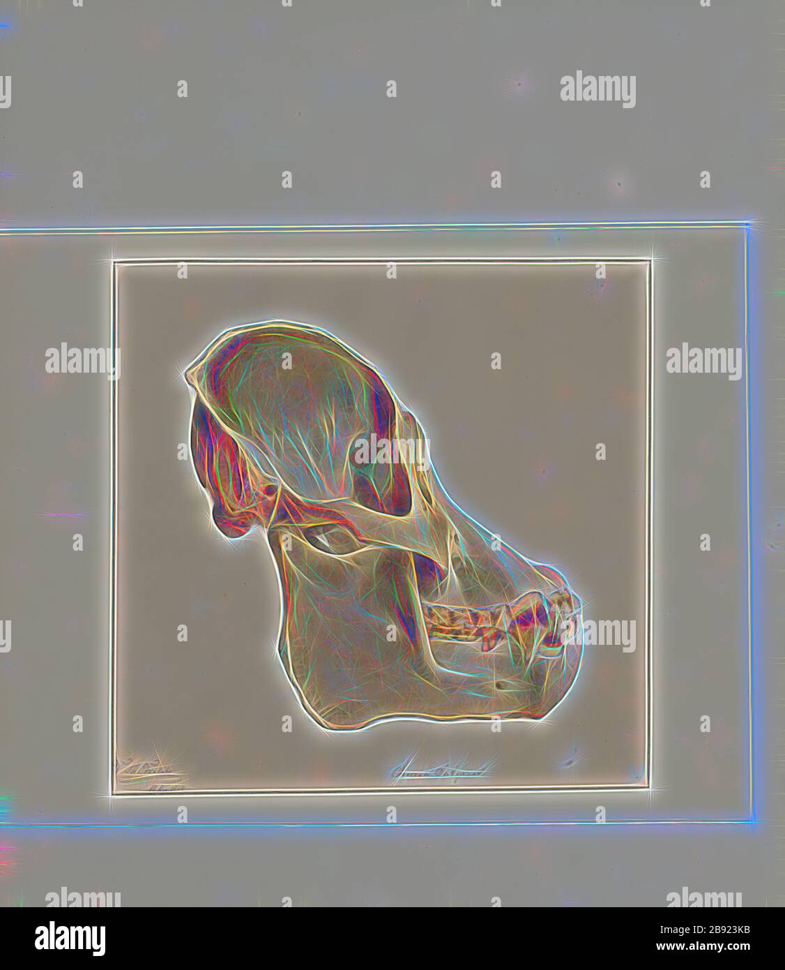 Simia satyrus, Print, Apes (Hominoidea) are a branch of Old World ...