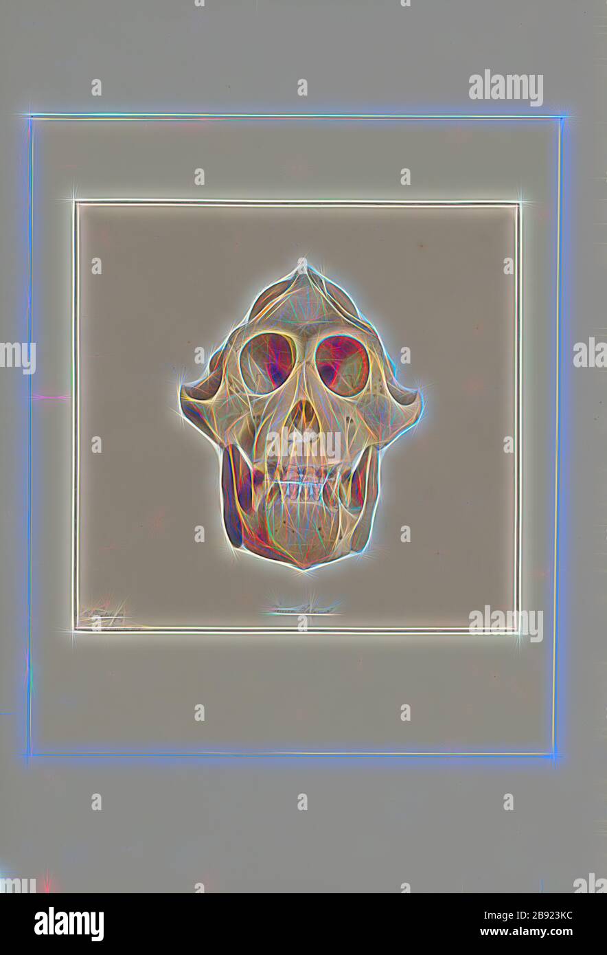 Simia satyrus, Print, Apes (Hominoidea) are a branch of Old World ...