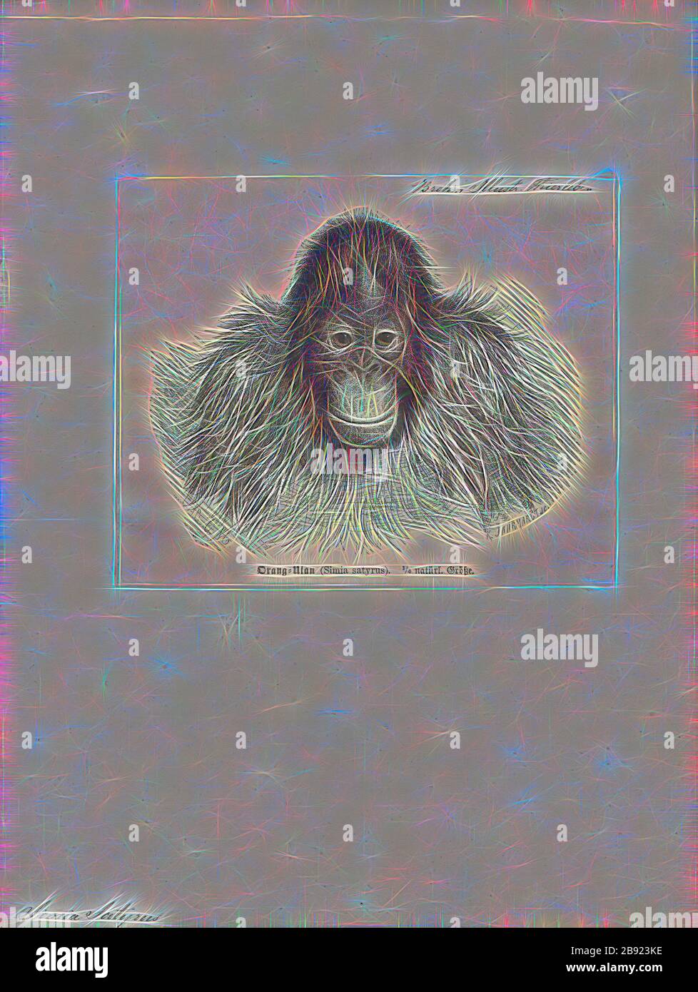 Old World Monkeys O High Resolution Stock Photography and Images - Alamy